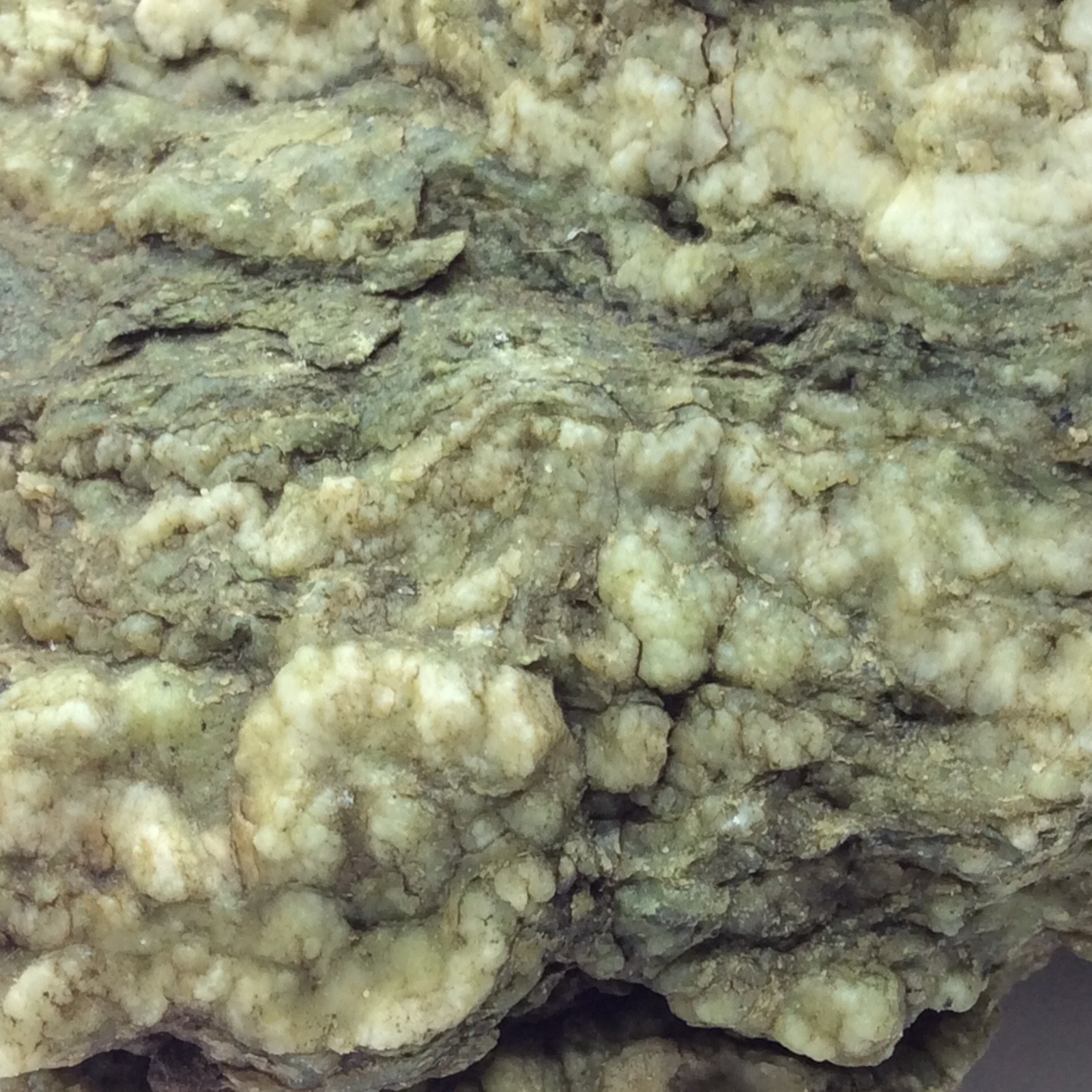 Trinity Alps Botryoidal Jade Stone Green Nephrite Bubble Gem Specimen ...