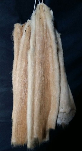 6 pcs skin nutria Beige fur skins coypu colors pelt tanned | eBay