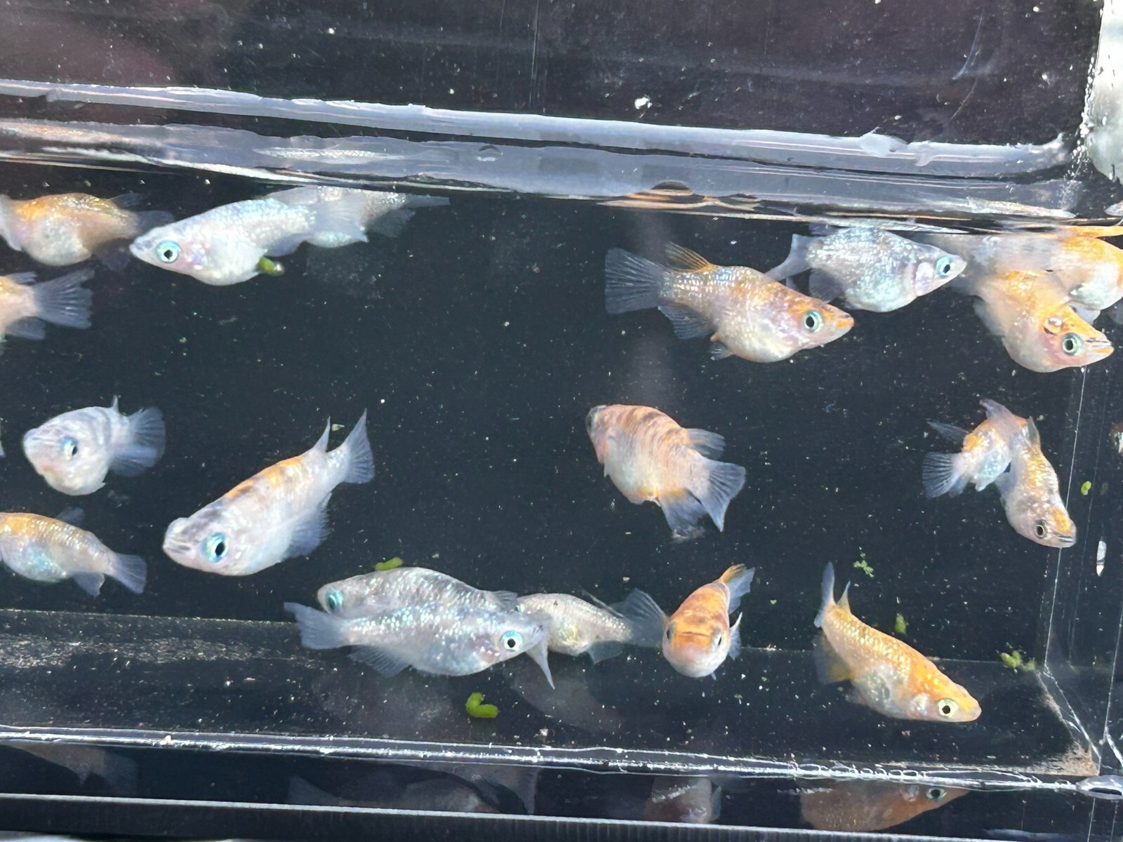 [LIVE FISH] 月華ダルマ Gekka Daruma Medaka Rice Fish 4+1 (DOA) Juvenile US ...