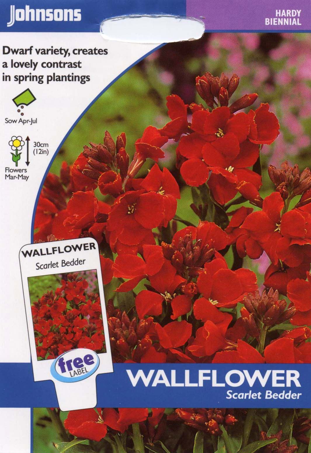 Johnsons Seeds - Pictorial Pack - Flower - Wallflower Scarlet Bedder ...