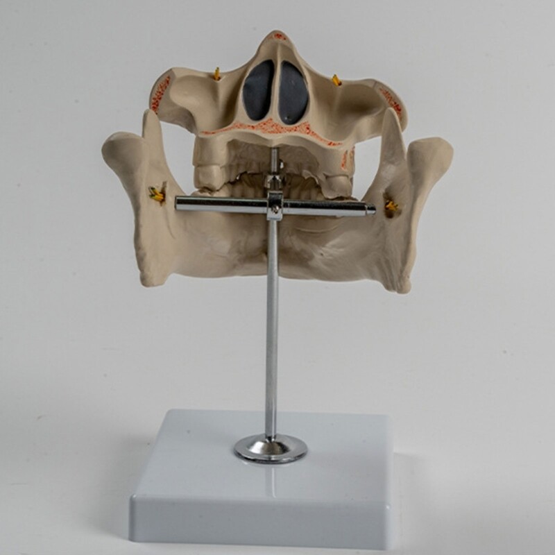 Permanent Tooth Model, Human Tooth Gingiva Anatomy Model for Scientific ...