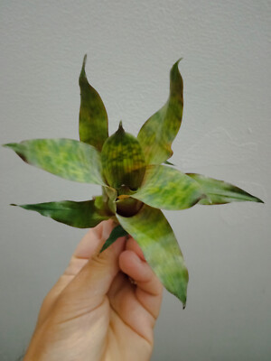 Vriesea Gigantea Nova 1 Plante Broméliacées 5 CM Environ Tillandsia | eBay