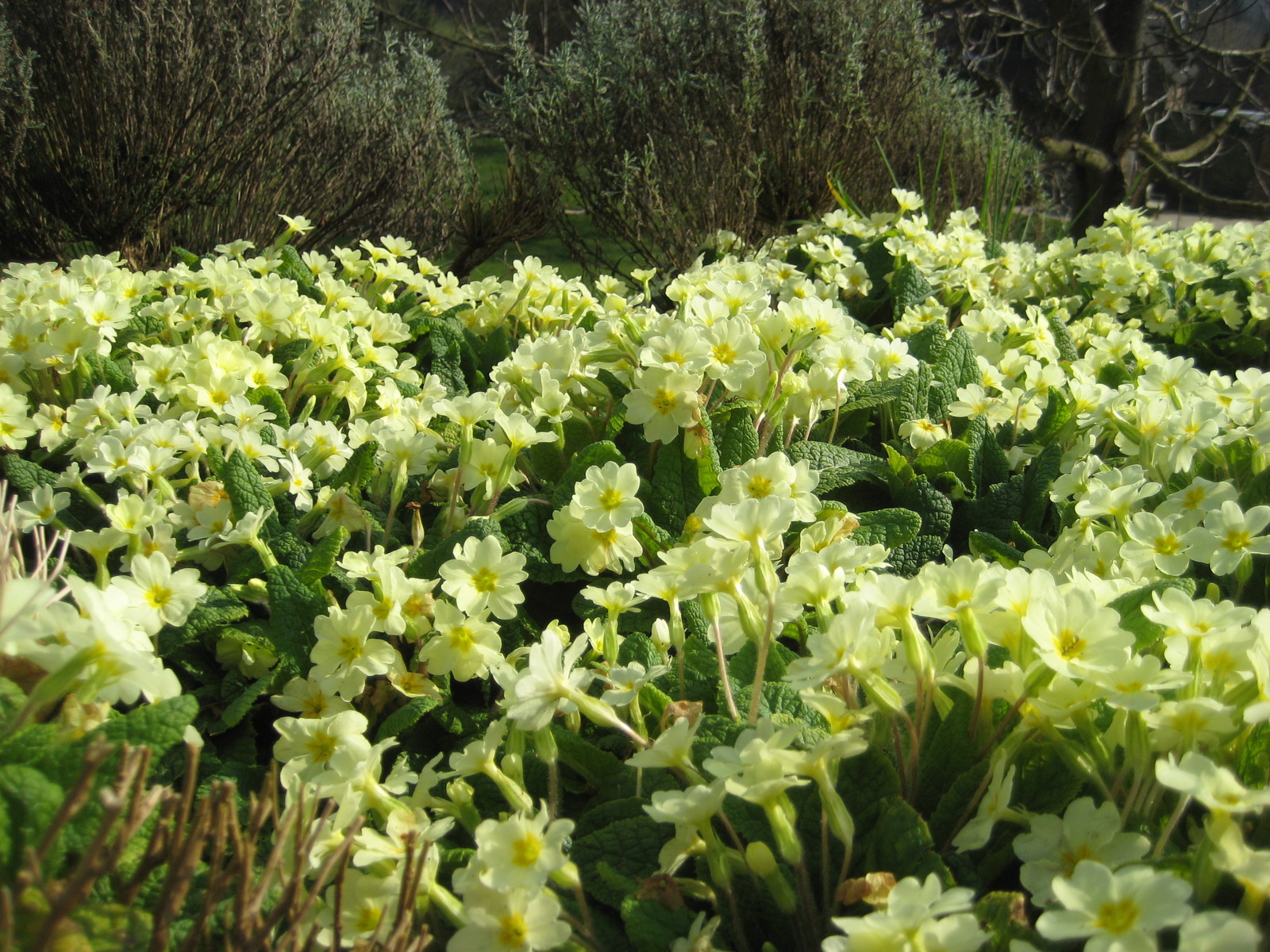 Wild Primrose - Primula vulgaris - 0.02g Seed - 25 Seeds Approx ...
