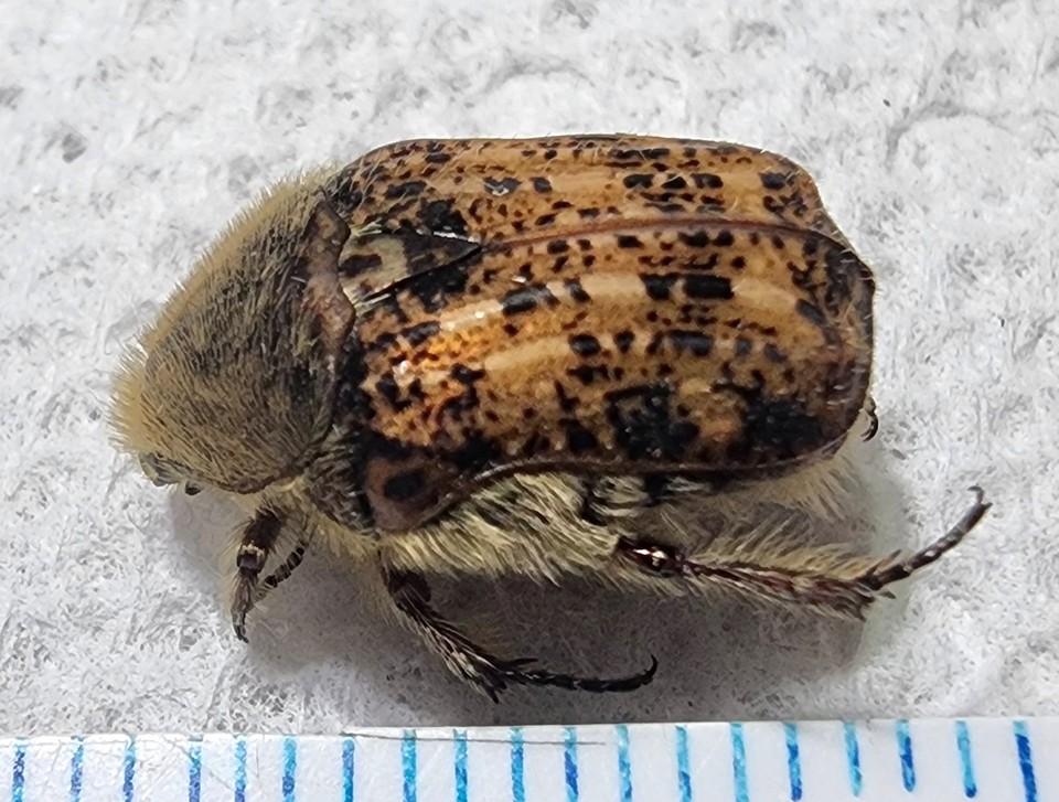 Euphoria inda Bumblebee Flower Beetle Indiana #47N Fruit Chafter Insect ...
