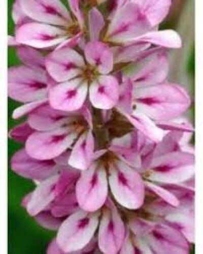 Francoa 'Pink Giant' x1 healthy plant in a 7cm pot | eBay UK