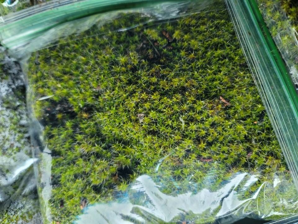 Premium Live Superb Fresh Moss 🌱 Zip Lock Bag -FULL BAG Terrarium ...