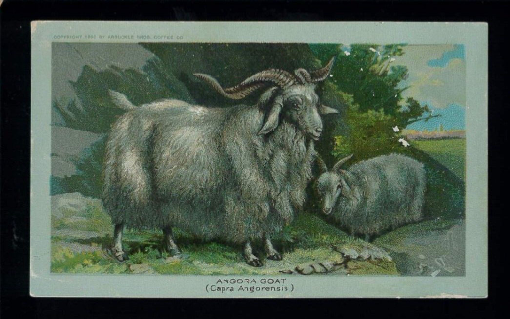 trade card, goats WU-D3-0816 | eBay