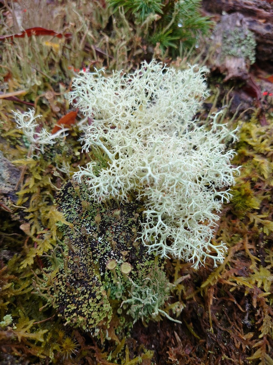 Caribou Moss In The Tundra Free Picture: Reindeer, Caribou, Moss,