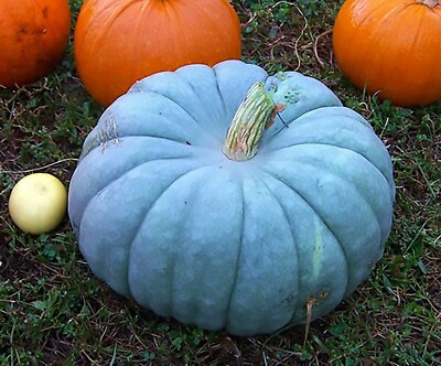 Jarrahdale Blue Pumpkin, Cucurbita maxima, Seeds (6-10 lbs.) | eBay