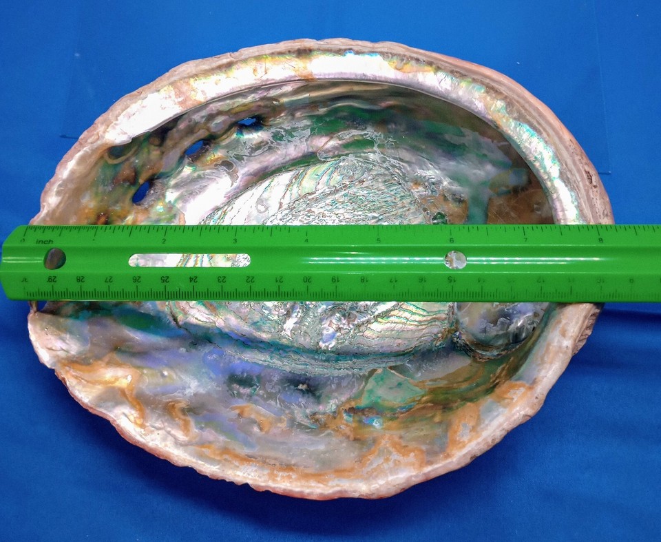 Natural Vintage Red Abalone Shell 8.5” x 6.5" | eBay