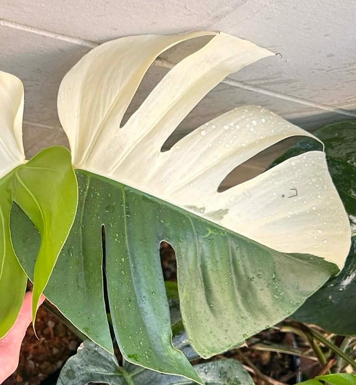 Rare Monstera Deliciosa Mint Variegated Half Moon Variegated | eBay UK