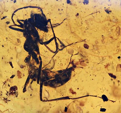 Extinct Sphecomyrma Ant, Fossil inclusion in Burmese Amber | eBay
