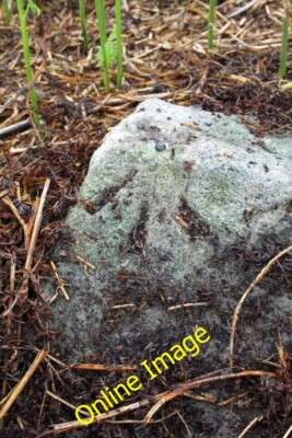 Photo 6x4 Benchmark on stone by footpath Baildon Ordnance Survey rivet ...