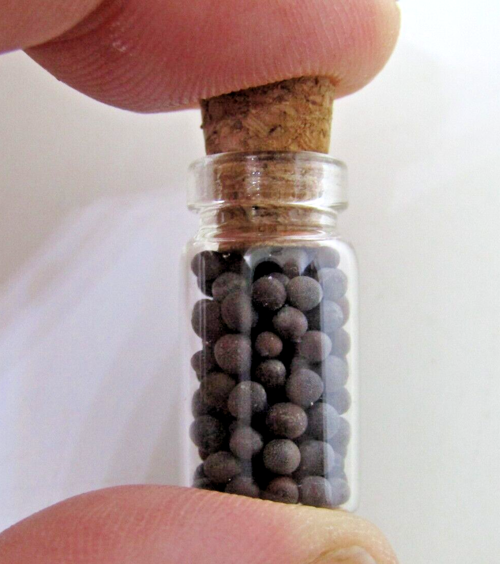 Holy Land Mustard Seeds | eBay
