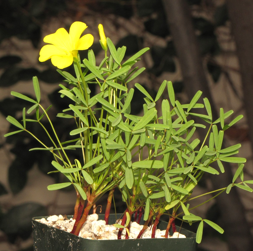 Oxalis namaquana *pot of many FS bulbs* | eBay