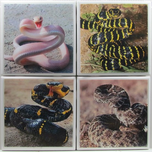 Tile Coaster Set - Snakes - Set of 4 - (Buy Any 2 Sets - Get 1 Set Free ...