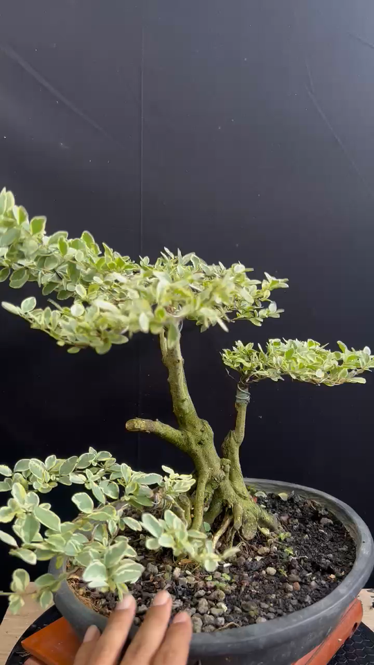 Bonsai Ligustrum Variegated | Bonsai Tree | Bonsai Premna | Bonsai Acer ...