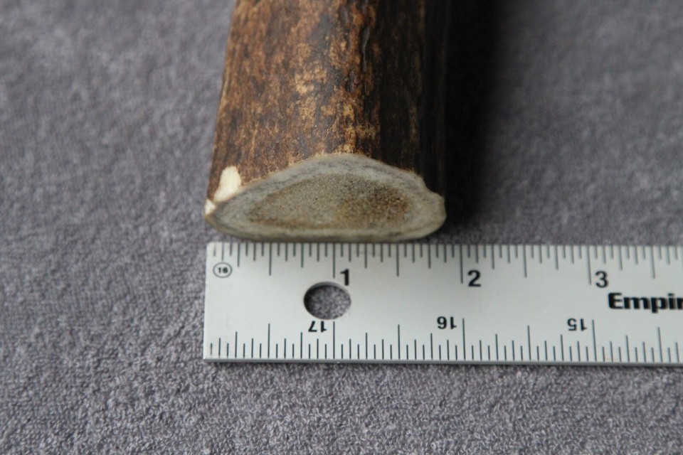 REAL RED DEER ANTLER SECTION EXTRA LONG FOR A KNIFE HANDLE OR DOG CHEW ...