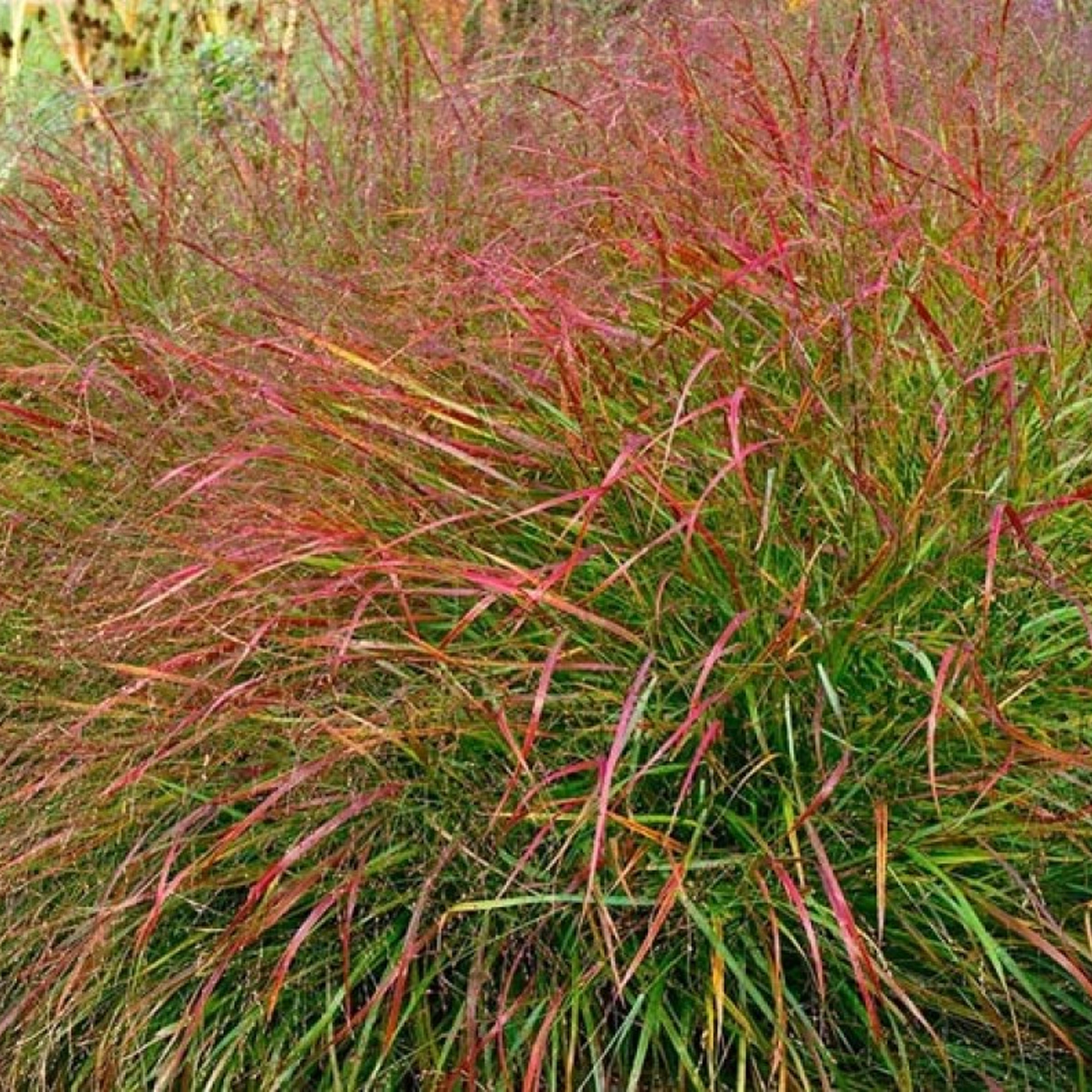 Panicum Shenandoah Deciduous Perennial Grass Outdoor Garden Ready in ...