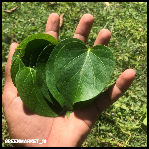 50g Rare Green milkweed climber Dried Leaves Cotton milk plant Ceylon ...