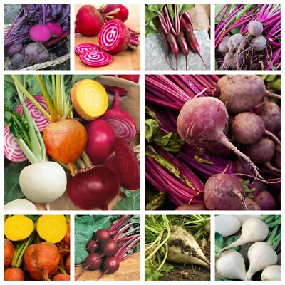 Beet Seeds Collection, NON-GMO, 10 Varieties to Choose From, FREE ...