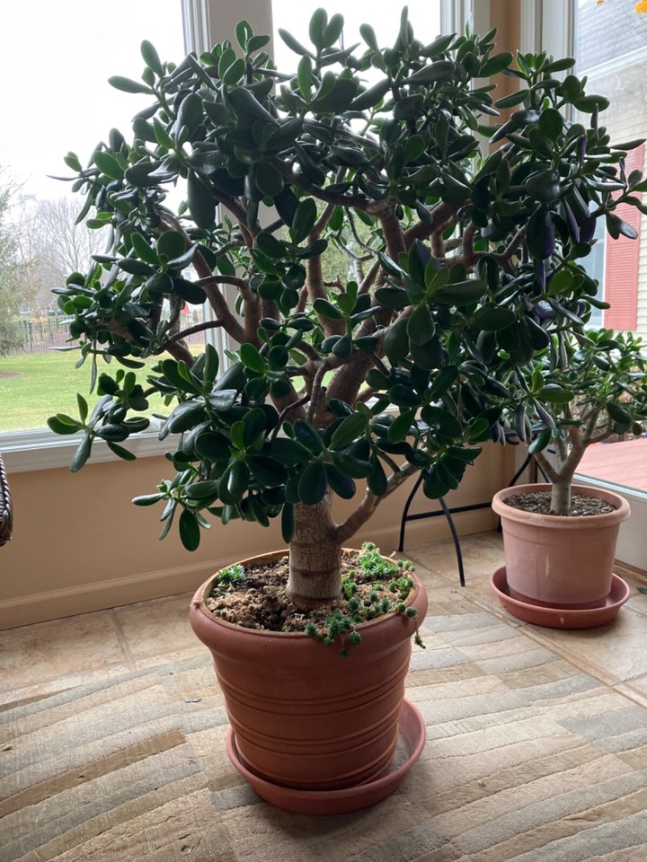 Large Potted Jade Plant | eBay
