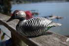 Zebra Duck decoy, OP, 10" long, Painted eyes, solid wood. | eBay