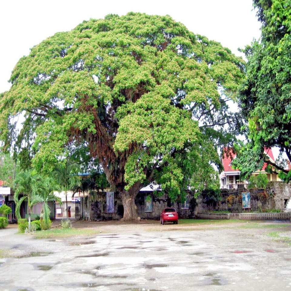 10 FORMOSAN KOA TREE SEEDS (Acacia confusa) Fast Growing Flowering ...