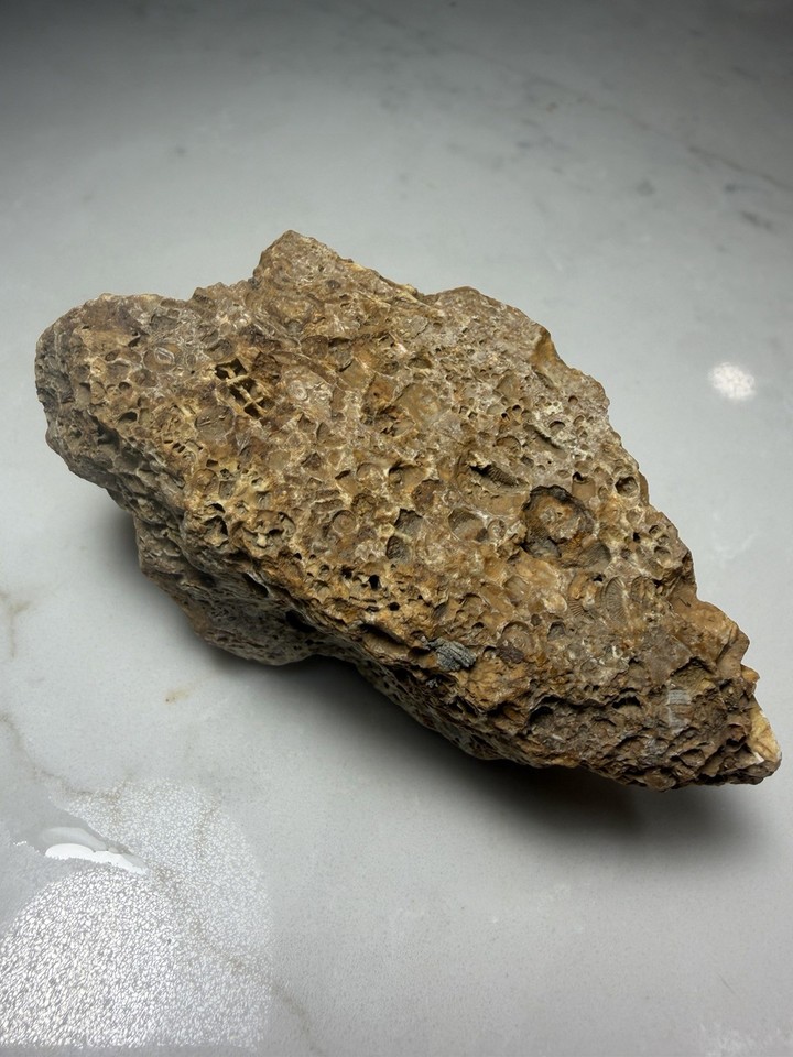 Limestone Crinoid Fossil, Paleozoic Era, 300-500 Million Years Old ...