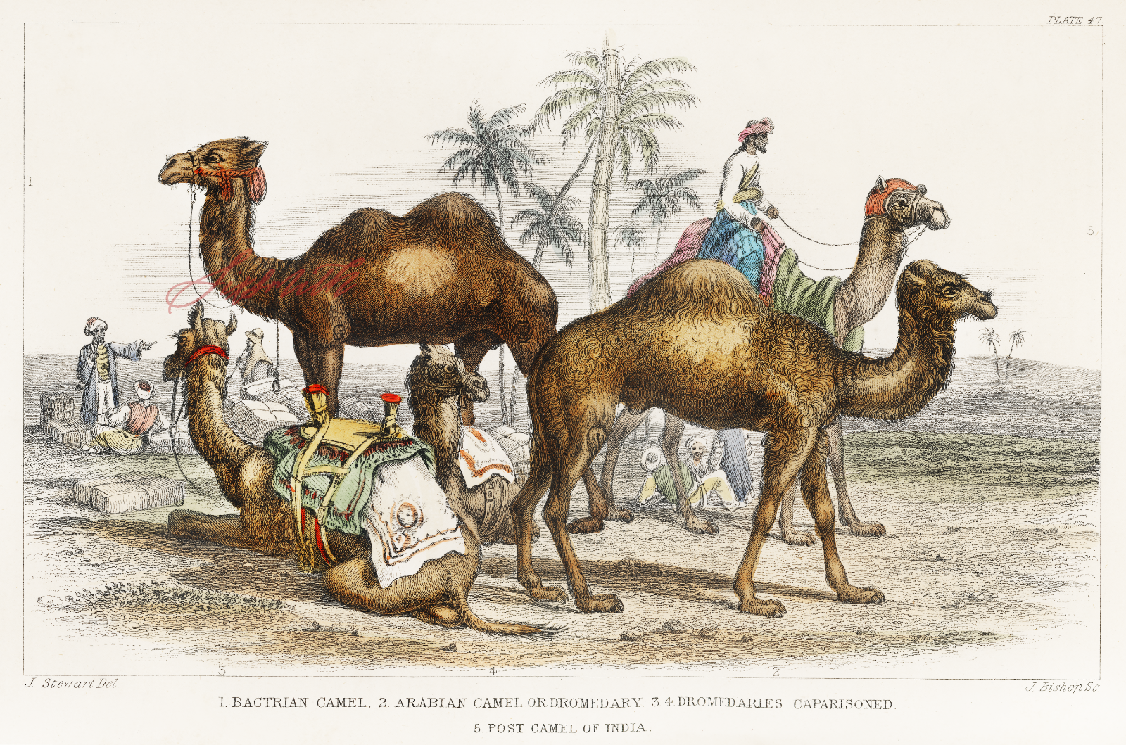 CAMELS Vintage High Res 8 x 10 Giclee Print | eBay