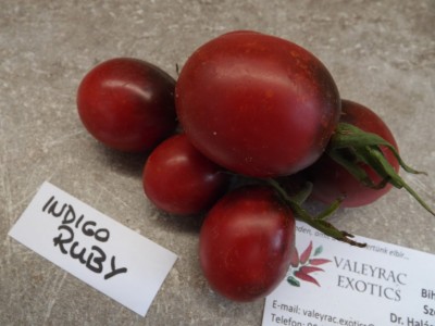 Indigo Ruby Tomate - 5+ Samen - Saatgut - Ertragreich - Blaue ...
