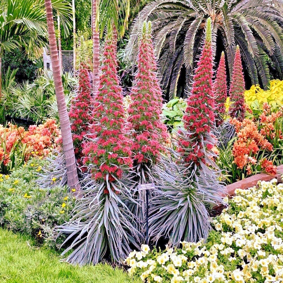 20 TOWER OF JEWELS (Echium Wildpretii) Red Hummingbird Flower Plant ...