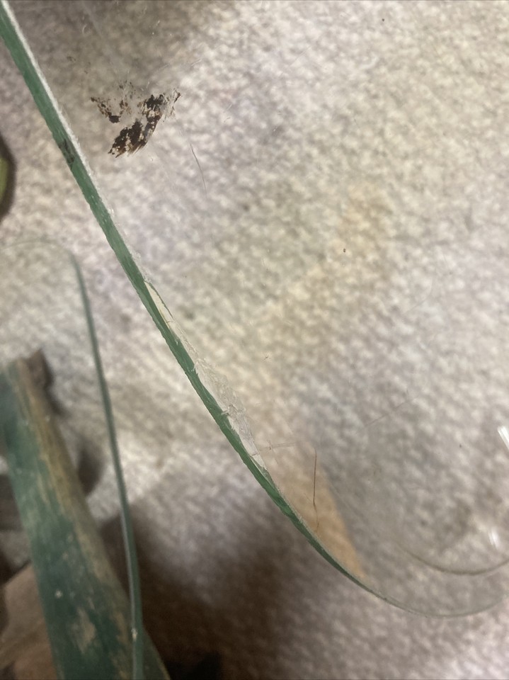 Volkswagen Bug Rear Window | eBay