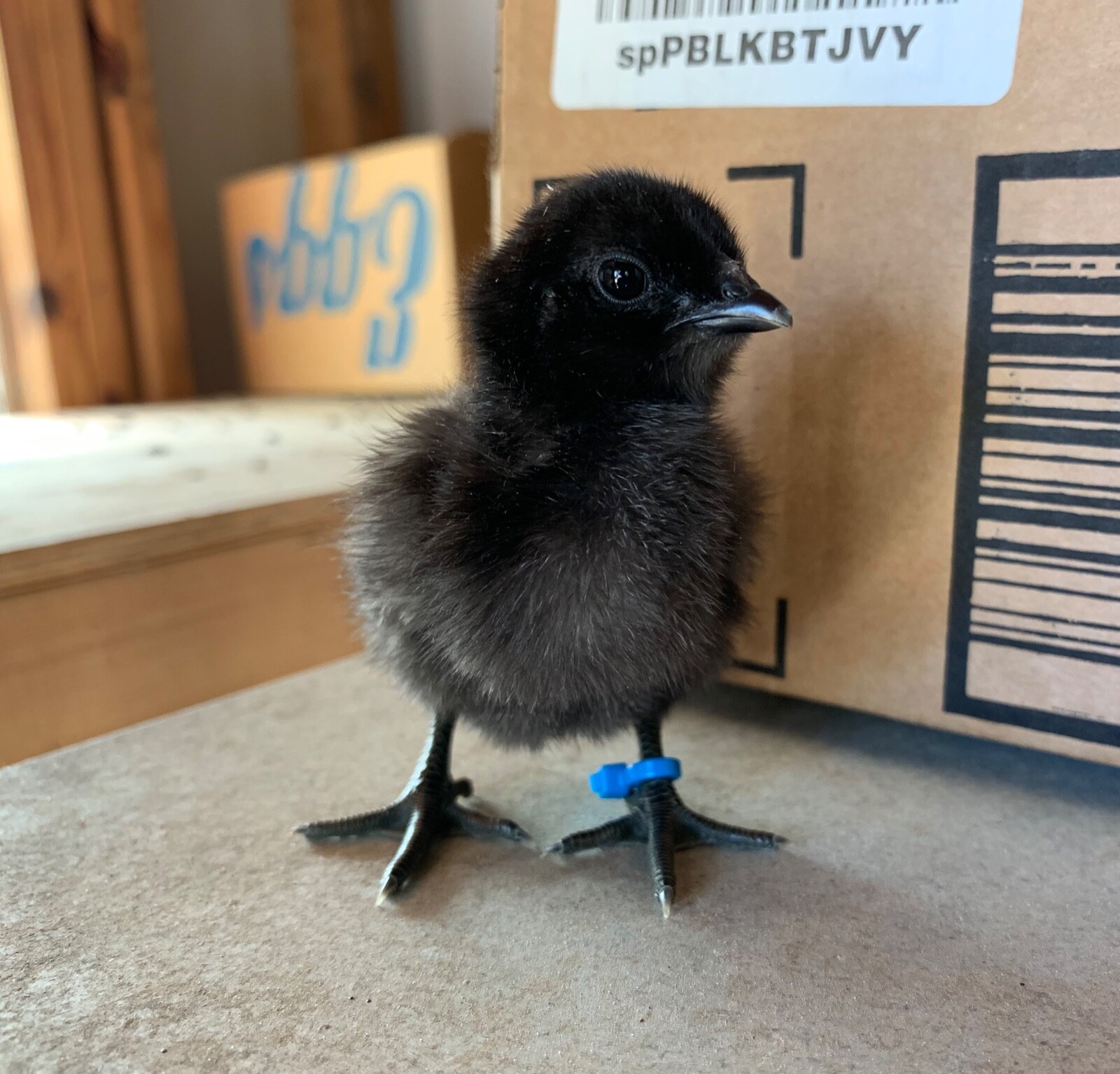 (6) Fibro Olive Egger Hatching Eggs - Unique Fibro Ameraucana x Marans ...