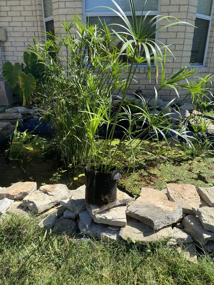 2 Live Umbrella Palm Tropical Aquatic Marginal Pond/Bog Plants | eBay