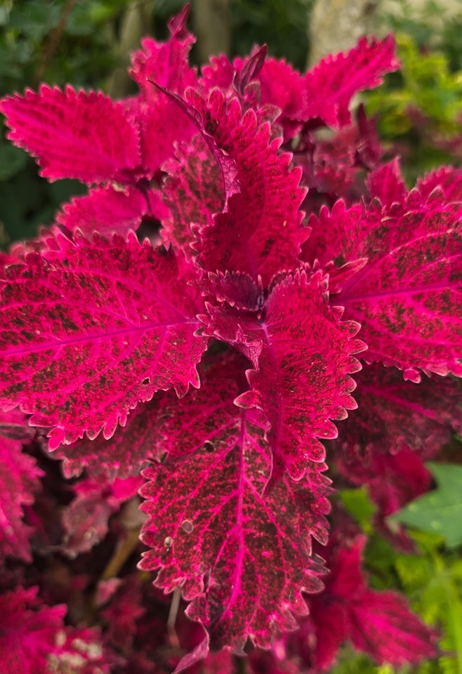 Coleus #12 – Red Ruffles [Cuttings 10–20cm] - Dark Red, Crinkly Pointy ...