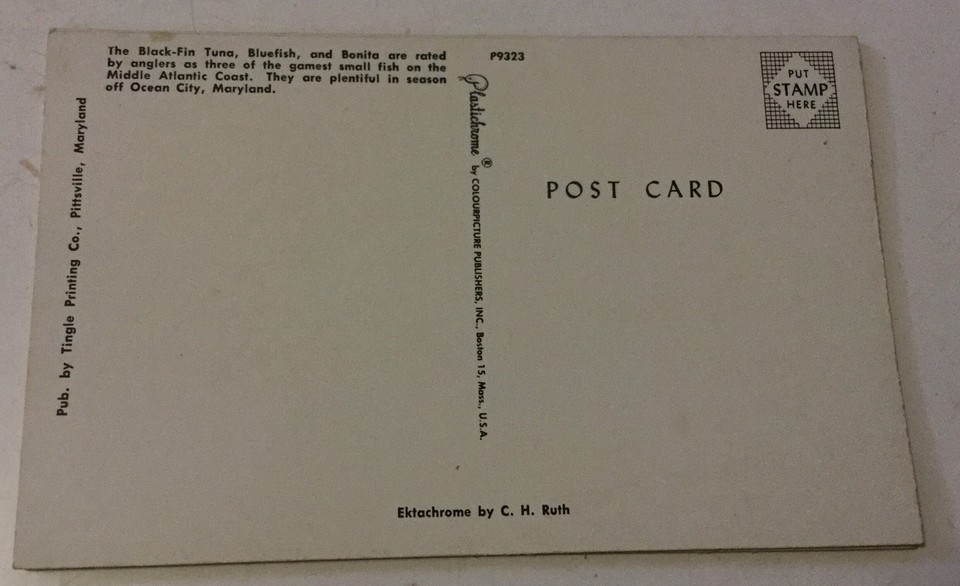 VINTAGE PLASTICHROME FISH POSTCARD.. BONITA BLUEFISH BLACK-FIN TUNA | eBay