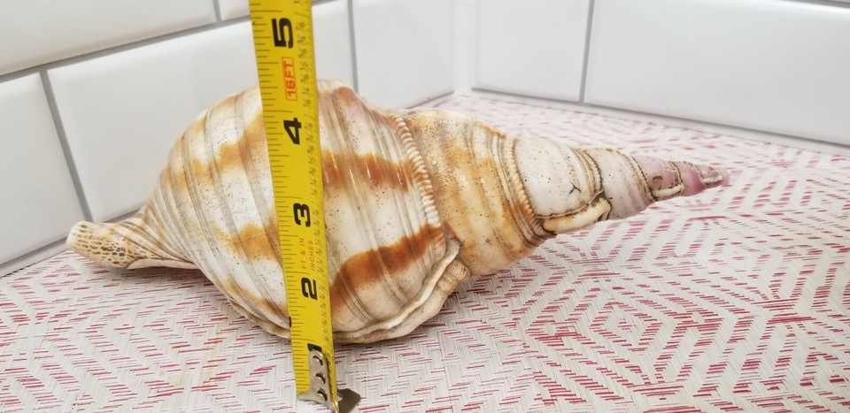 Triton's Trumpet Large Conch Shell Natural Charonia Tritonis Seashell ...