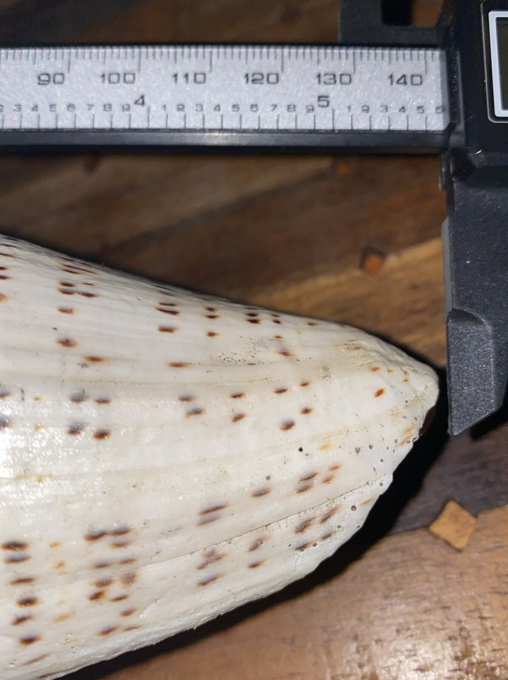 Large Hawaiian Leopard Cone Conus Leopardus Sea Shell 141 mm Big Island ...