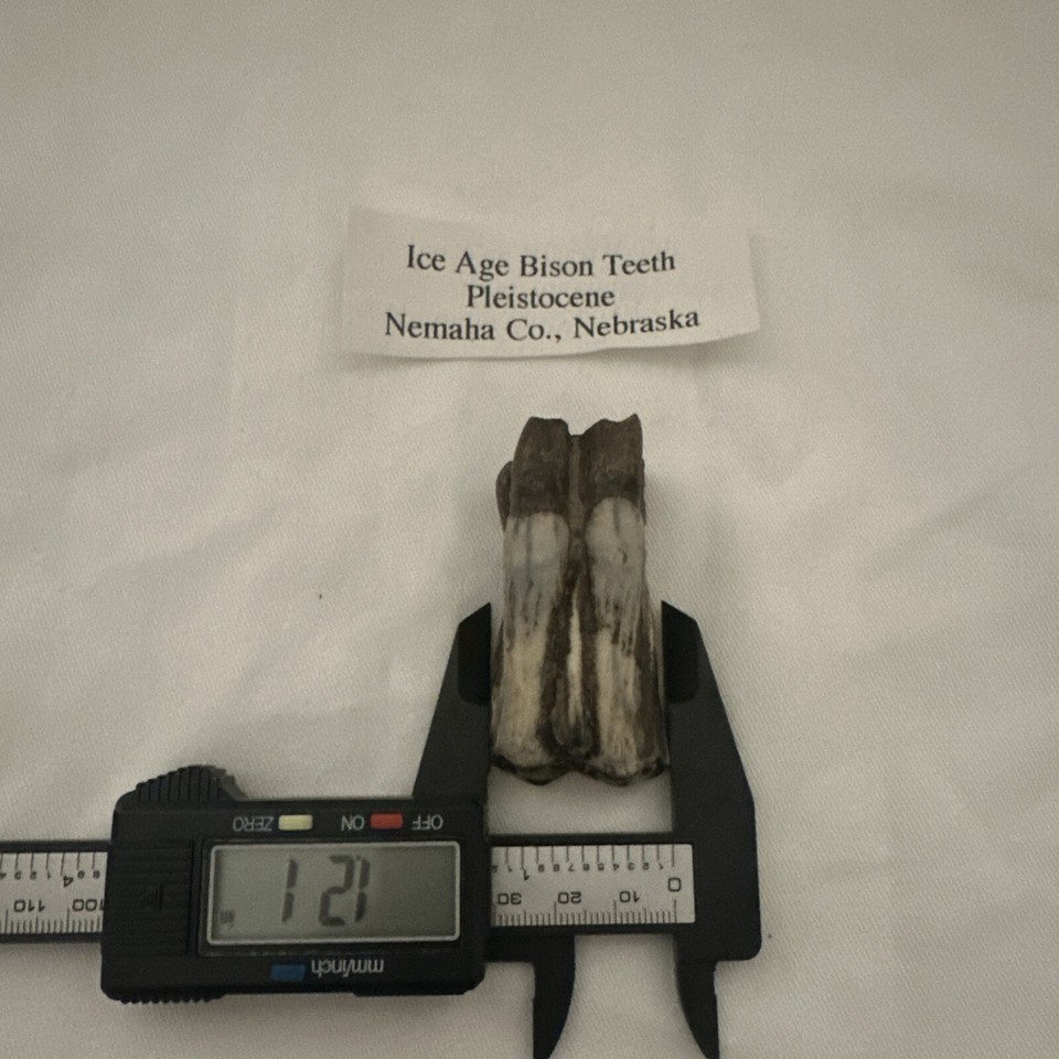 Fossil Bison Tooth 2.25” Pleistocene Ice Age Mammal | eBay