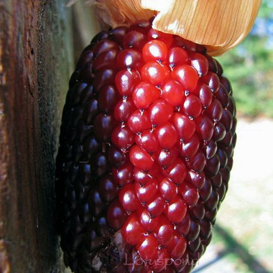 Seeds Corn Strawberry Ornamental Rare Early Vegetable Giant Organic NON ...