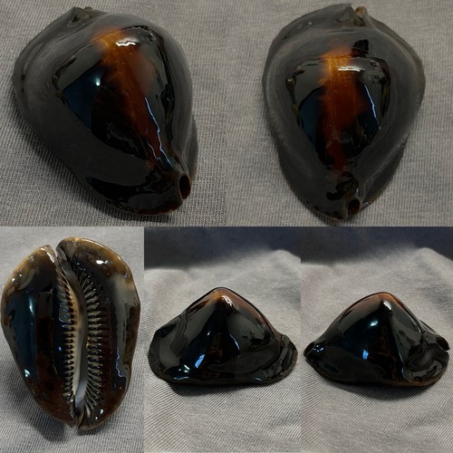 Cypraea Zoila rosselli Sea Shell, 57.5mm Bernier Island Specimen | eBay