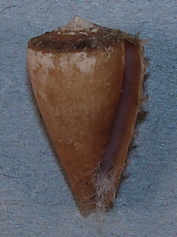 CONUS APOGRAMMATUS 21.58mm BEAUTIFUL BABY SPECIMEN Cebaco Is., Pacific ...