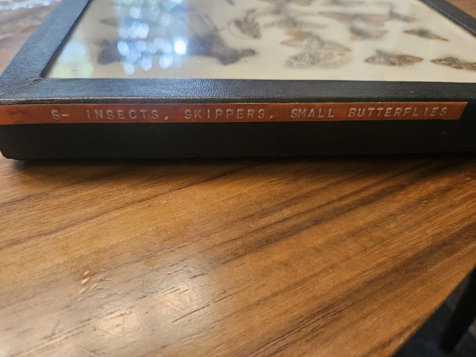 Vintage Mounted Insects Skippers Specimen Framed Taxidermy 8” X 12 ...