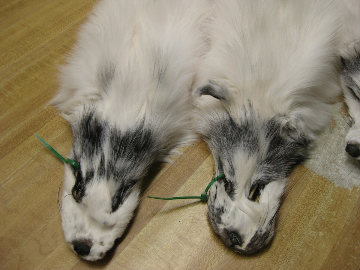 Arctic Marble Fox Pet