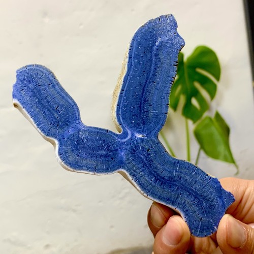 125G Natural Blue Coral Reef Cluster Marine Mineral Crystal Specimen | eBay