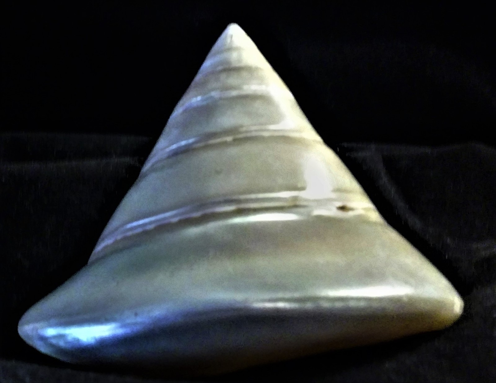 Conical White Mother of Pearl Trochus Tectus Niloticus Seashell, 3" T x ...
