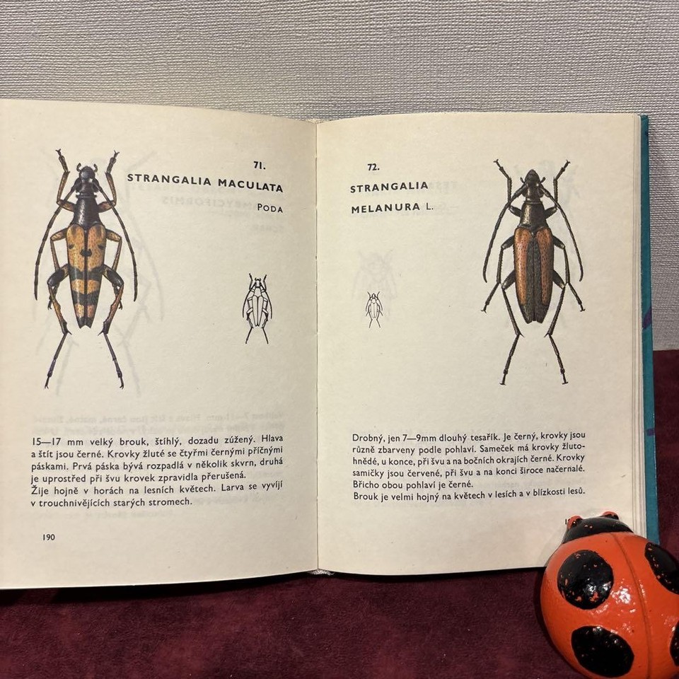 Czech Vintage Insect Encyclopedia 1963 Old Book Botanical Illustrations ...