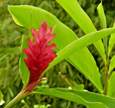 Torch Red Ginger Flower Lily Plant Alpinia Purpurata Root RHIZOME for ...