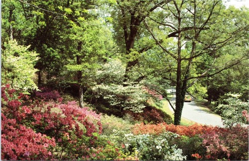 postcard Washington DC - National Arboretum Azalea Road | eBay